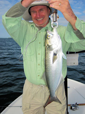 Bryan Beebe's Sarasota Bay Cal jig bluefish - CyberAngler Photo Gallery
