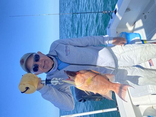 Hogfish - CyberAngler Photo Gallery