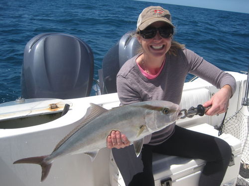 Lesser Amberjack