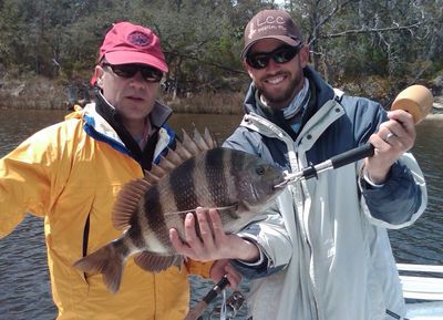 Early_Spring_Sheepshead - CyberAngler Photo Gallery