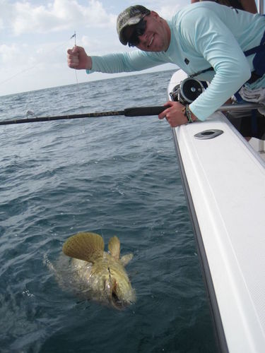 200 lb goliath grouper released - CyberAngler Photo Gallery