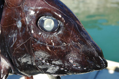 Rat Fish - CyberAngler Photo Gallery